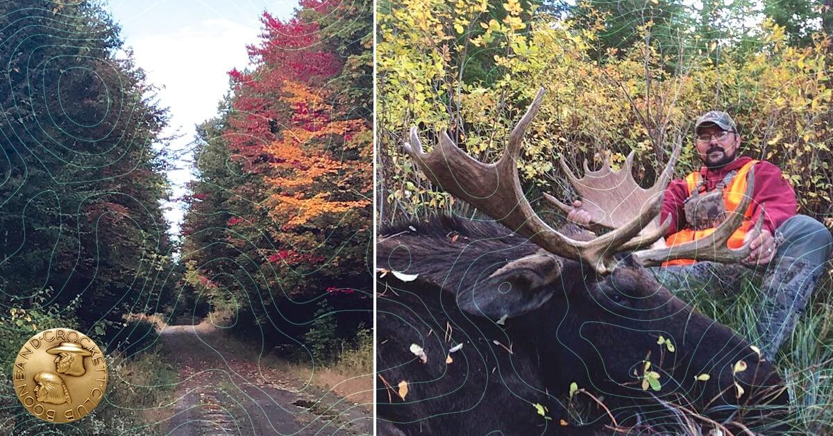 DIY - Maine Moose | Boone and Crockett Club